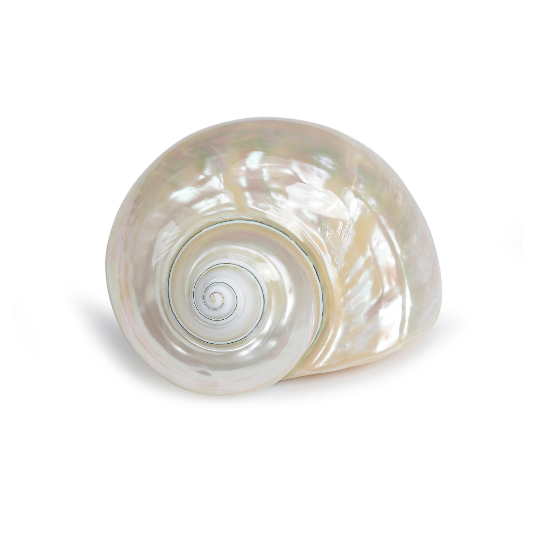 Conch Shell | Sacred Ceremonial Decor | MRS V